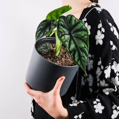 نبذة عنا – المالكي لاندسكيب – Almalky landscape