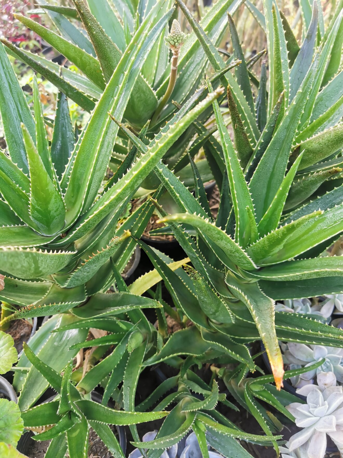 3 صبارات للزينة والجمال ، للبلكونات وأماكن الظل في الحدائق - المالكي لاندسكيب - Almalky landscape