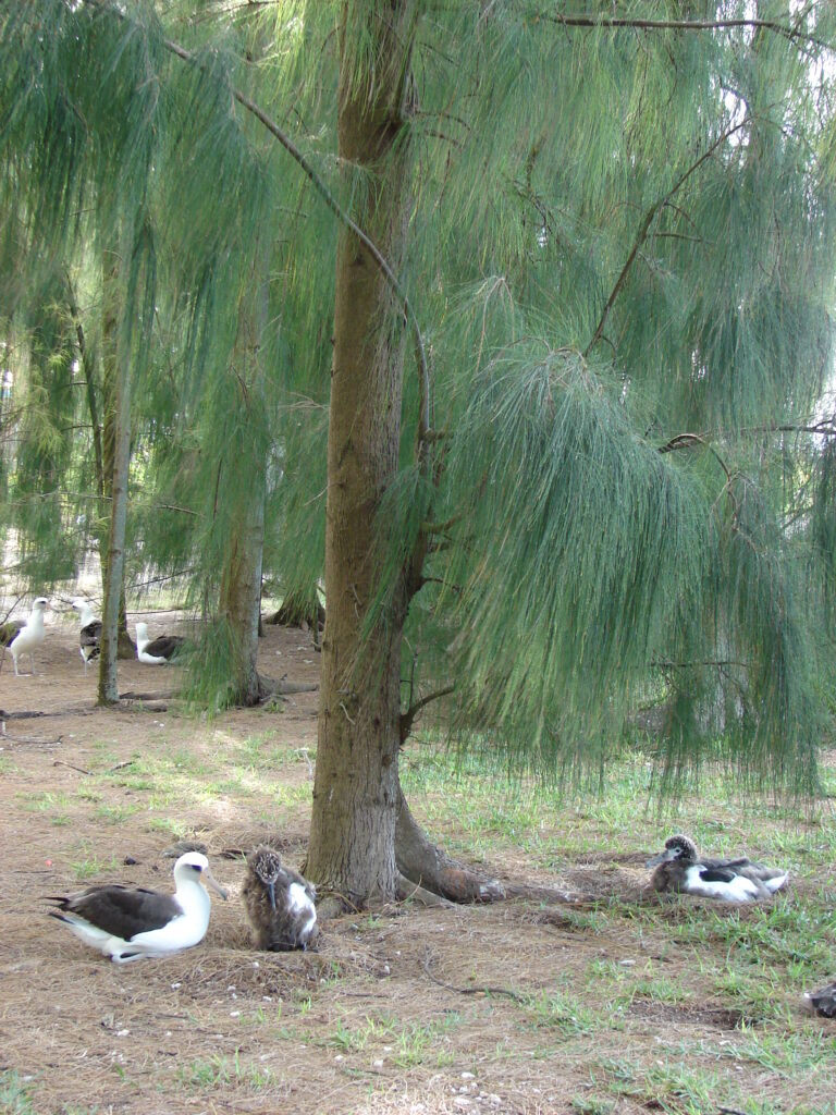 3 شجرة جازورين – المالكي لاندسكيب – Almalky landscape