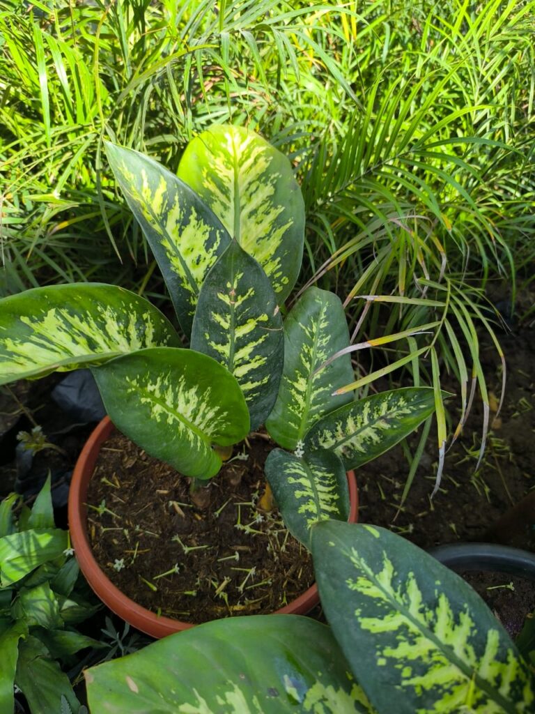 ديفنباخيا جاهزة مزروعة في اصيص 30 سم - المالكي لاندسكيب - Almalky landscape