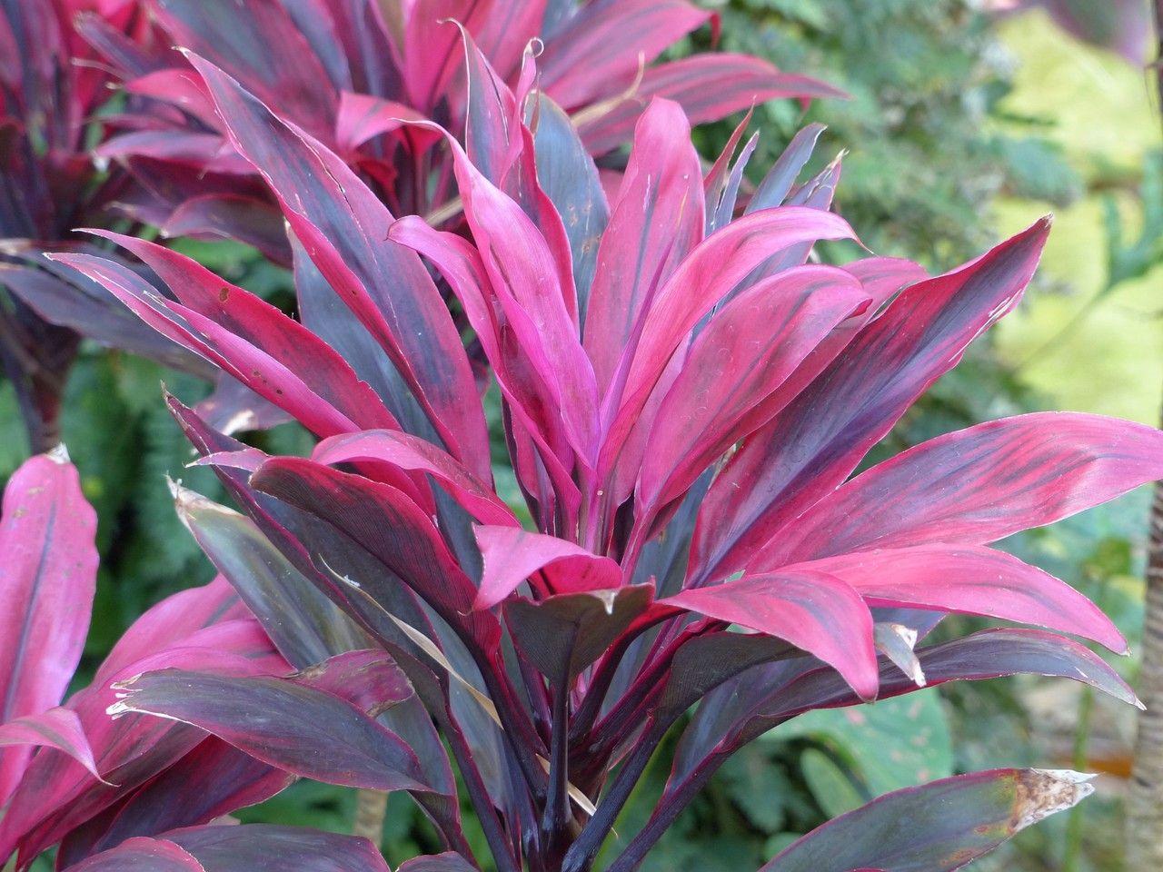 المتجر - المالكي لاندسكيب - Almalky landscape